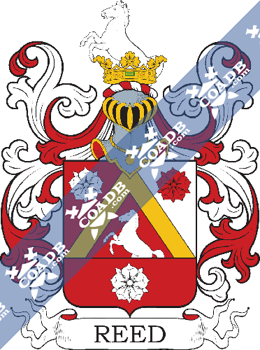Reed Family Crest, Coat of Arms, and Name History